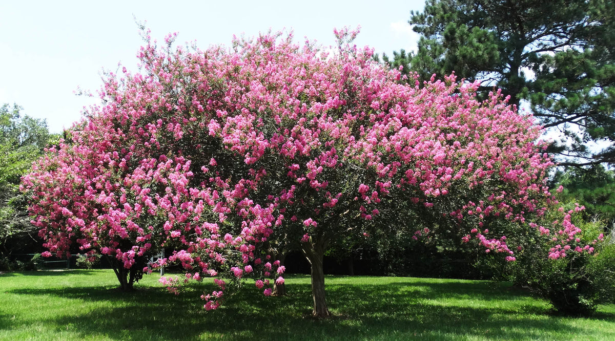 It's hot but Beautiful! – Sky Loom Weavers
