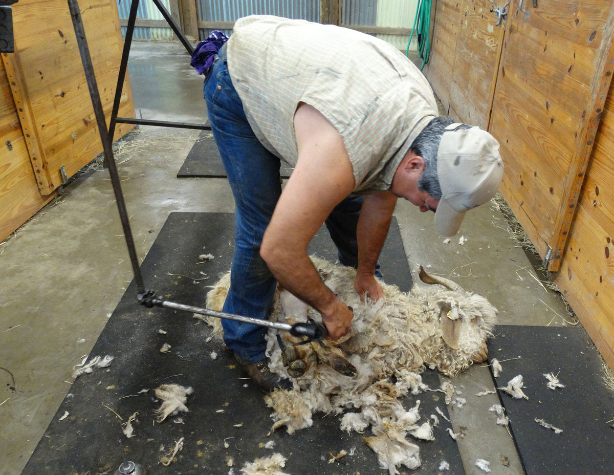 The Shearer and a Bernie Update – Sky Loom Weavers