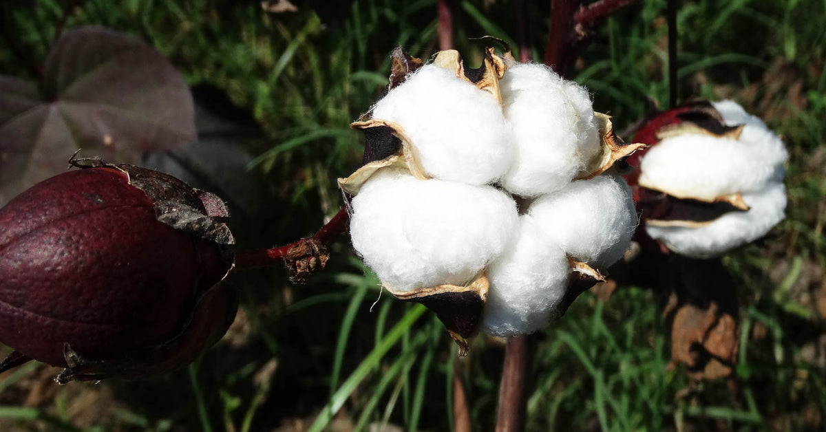 Cotton – Sky Loom Weavers