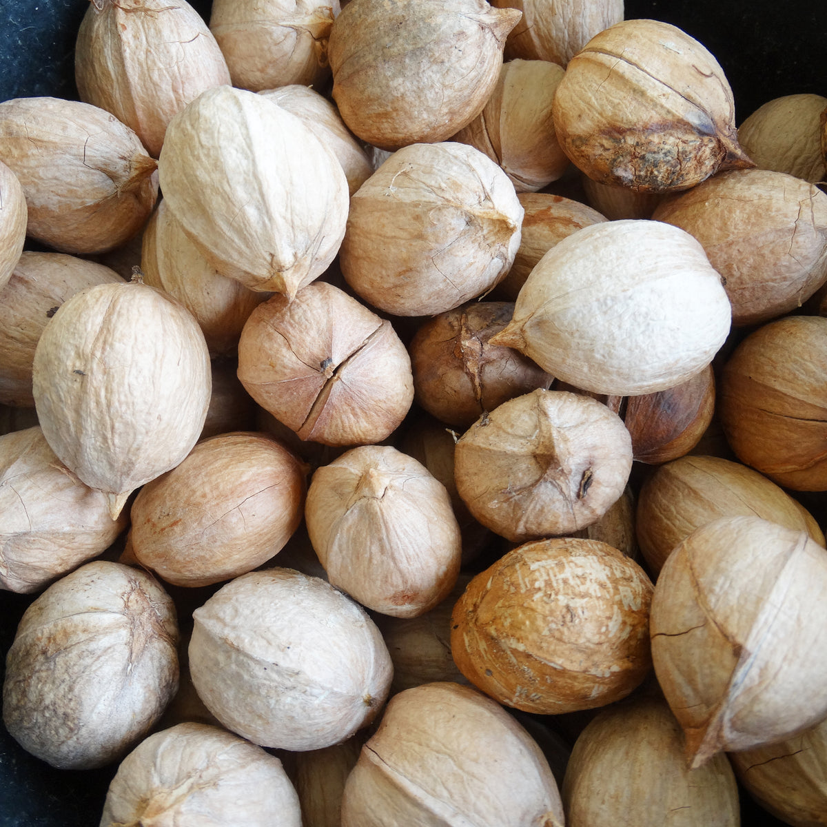 Hickory Nuts – Sky Loom Weavers