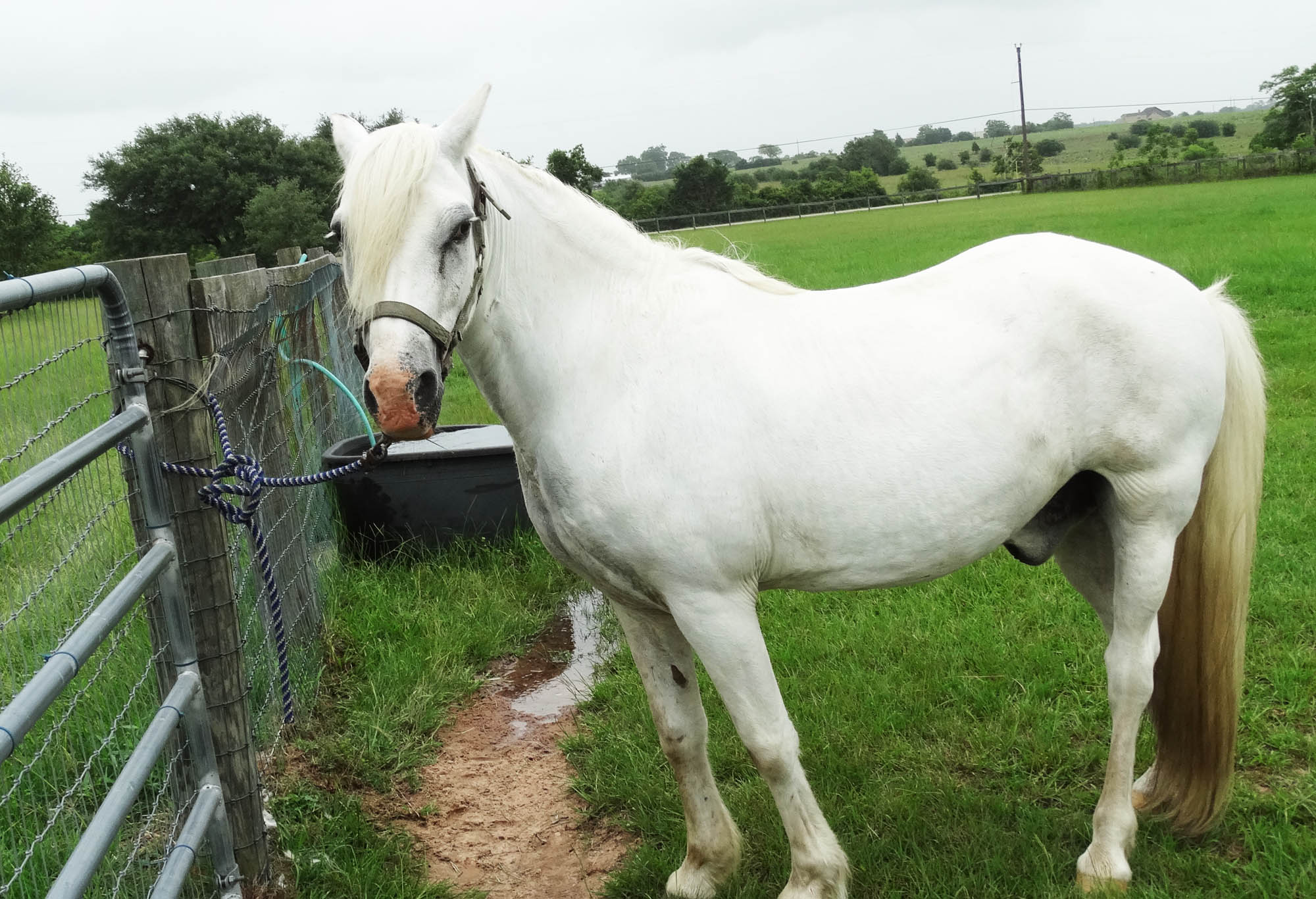 Chronic Obstructive Pulmonary Disease In Horses